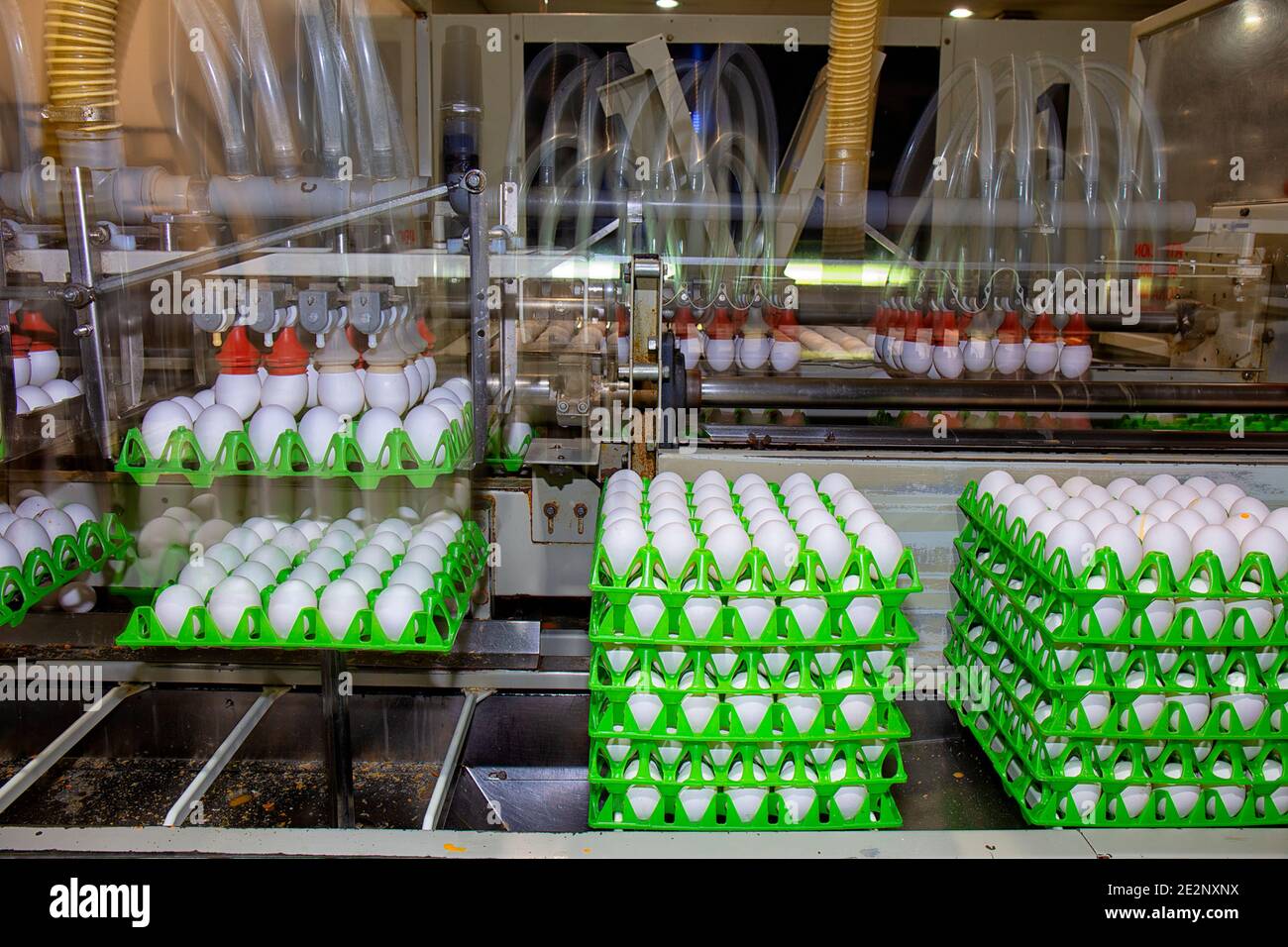 Chicken And Egg Production At Poultry. Factory of fresh eggs Stock ...