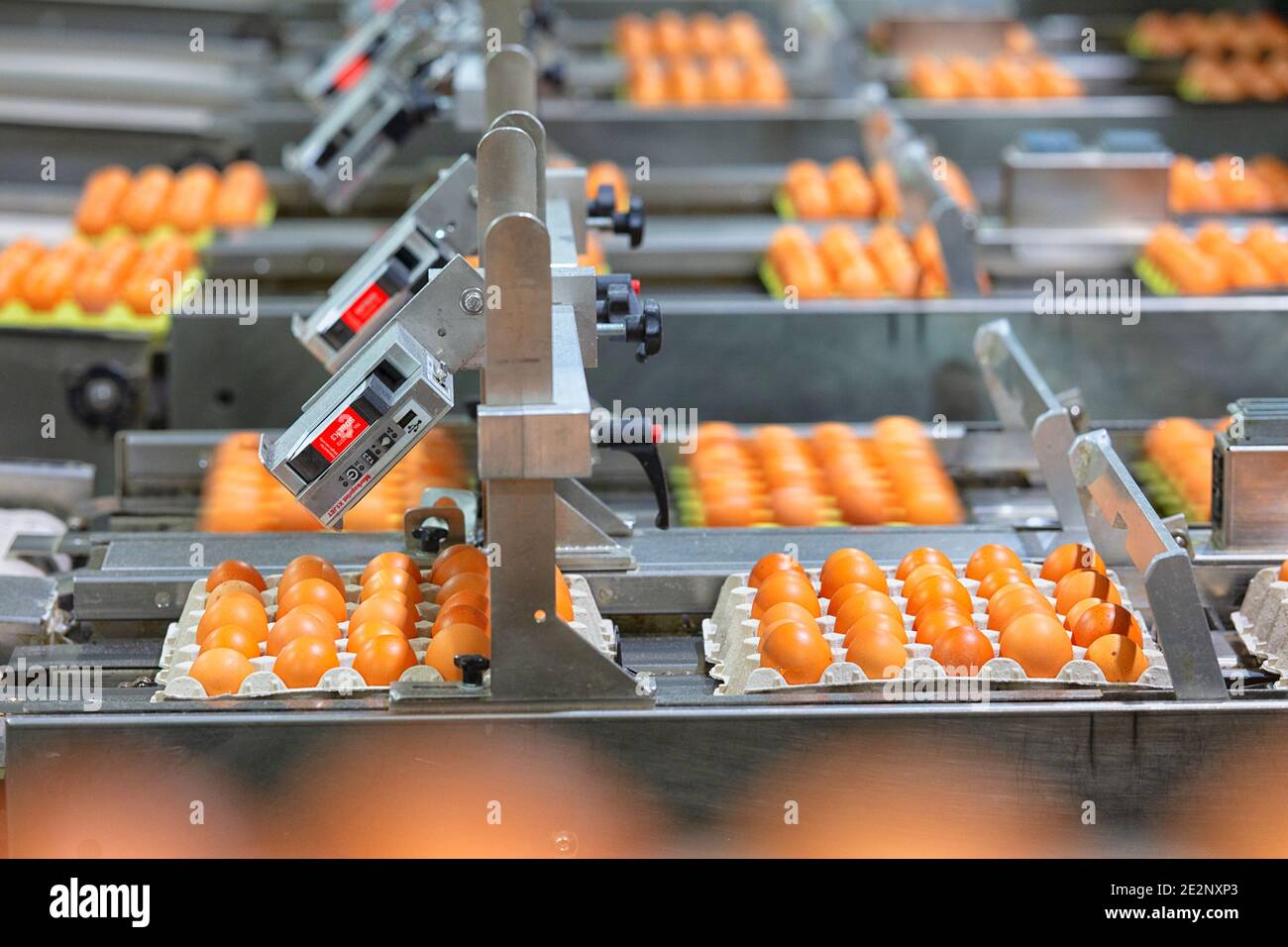 Chicken And Egg Production At Poultry. Factory of fresh eggs Stock ...