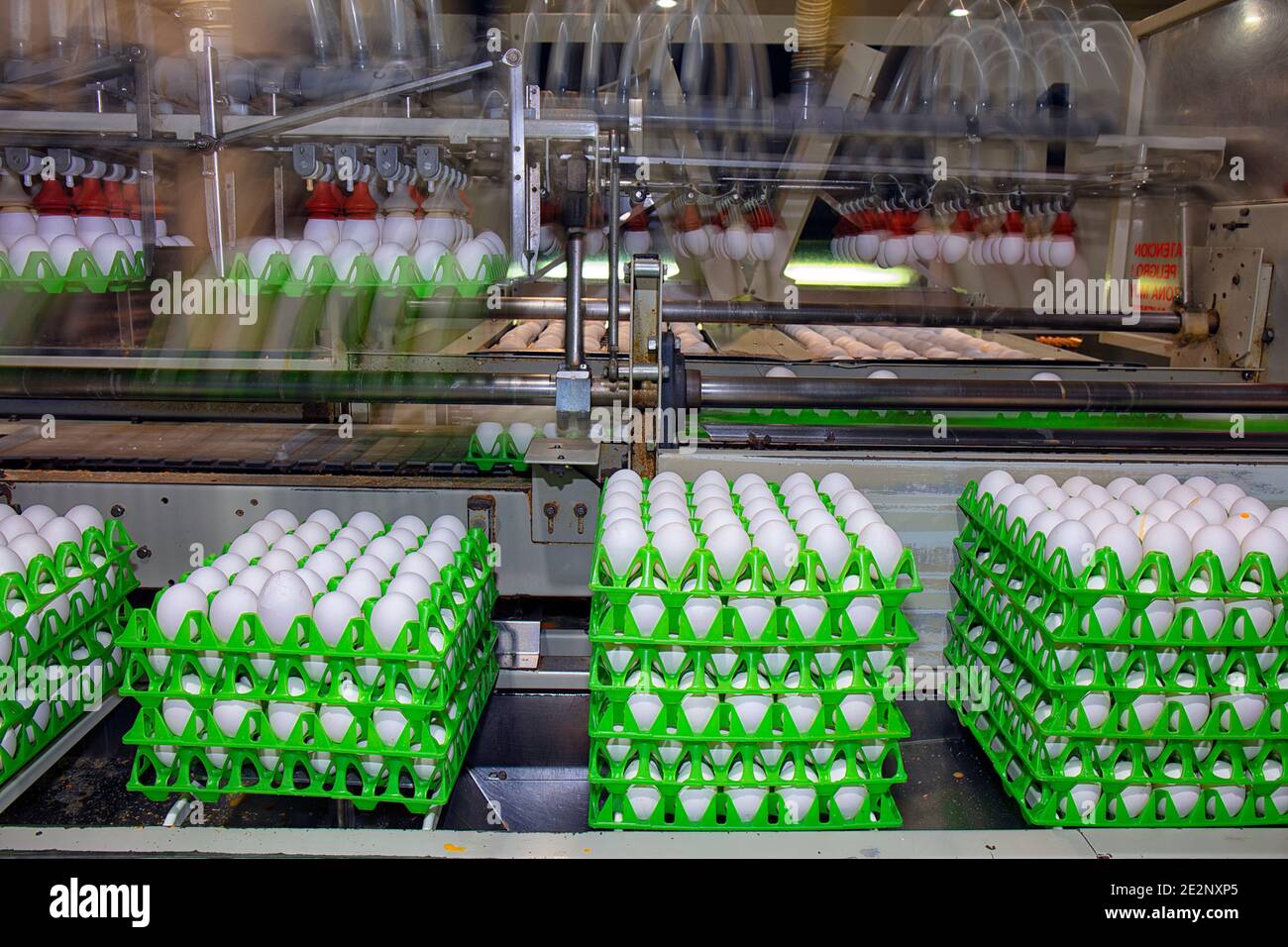 Chicken And Egg Production At Poultry. Factory of fresh eggs Stock ...