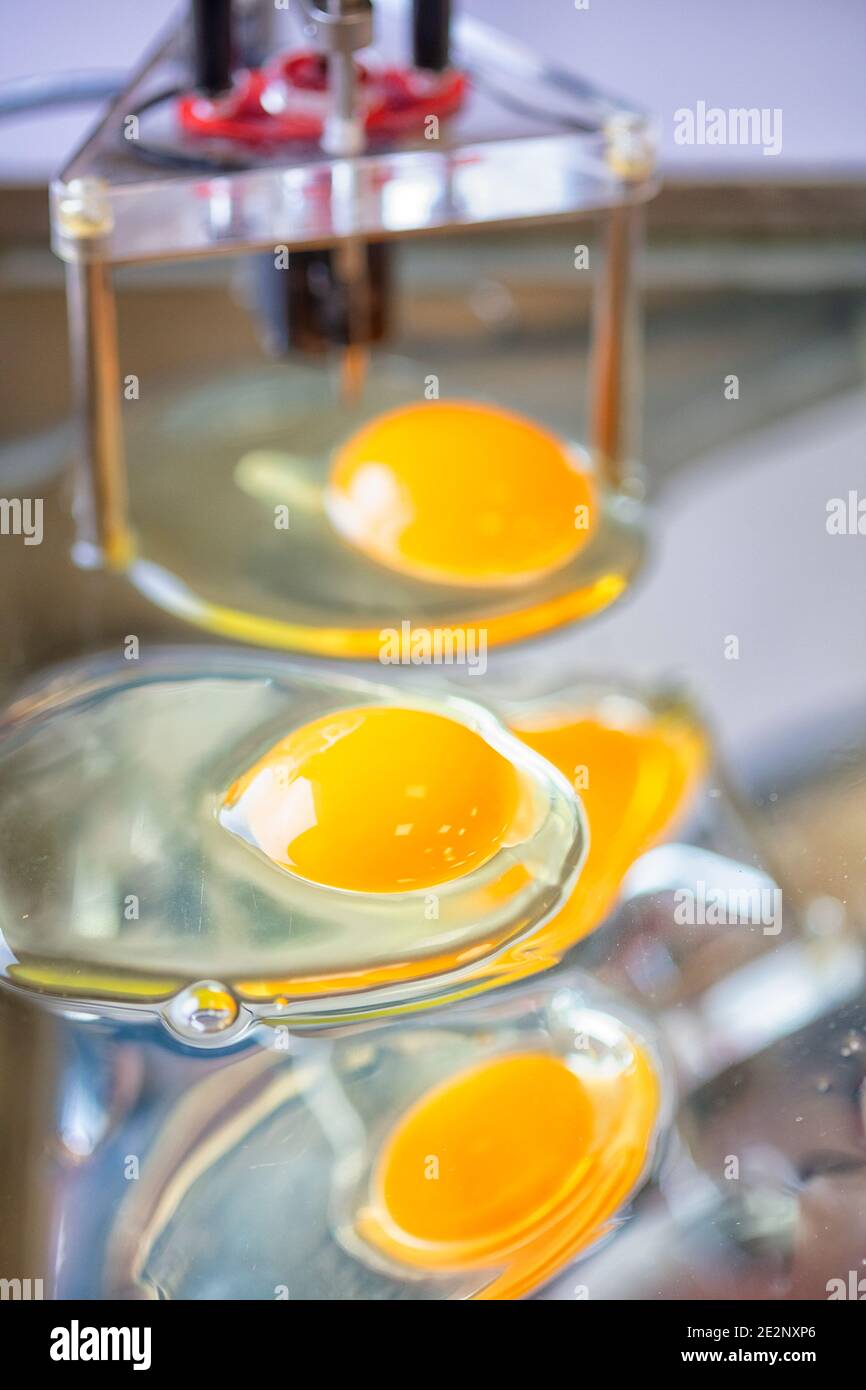 Chicken And Egg Production At Poultry. Factory of fresh eggs Stock ...