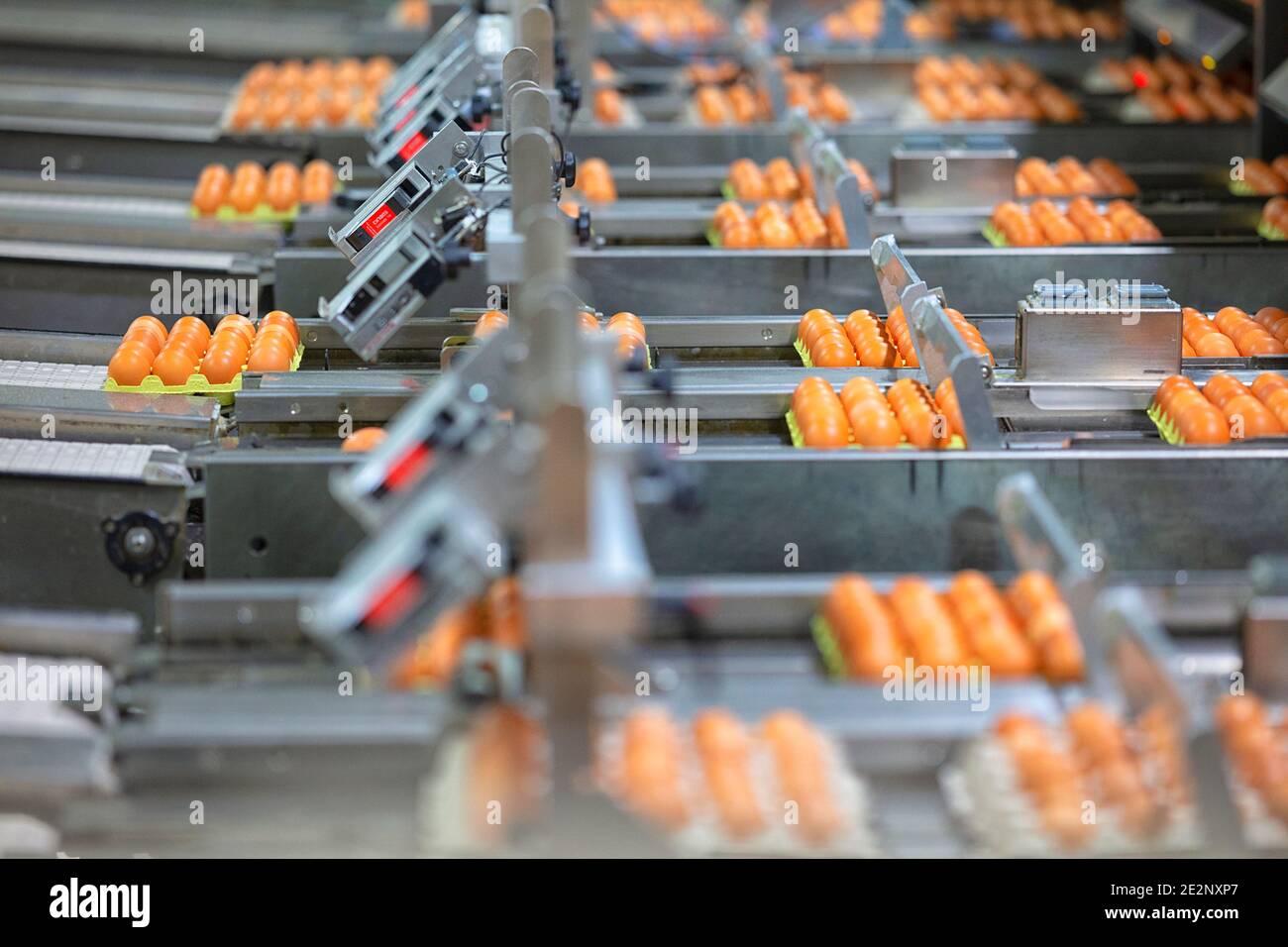 Chicken And Egg Production At Poultry. Factory of fresh eggs Stock ...