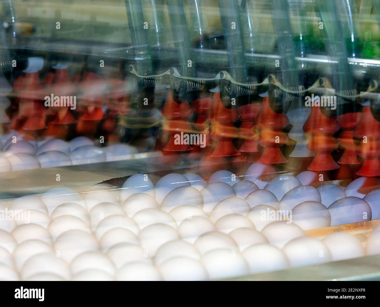 Chicken And Egg Production At Poultry. Factory of fresh eggs Stock ...