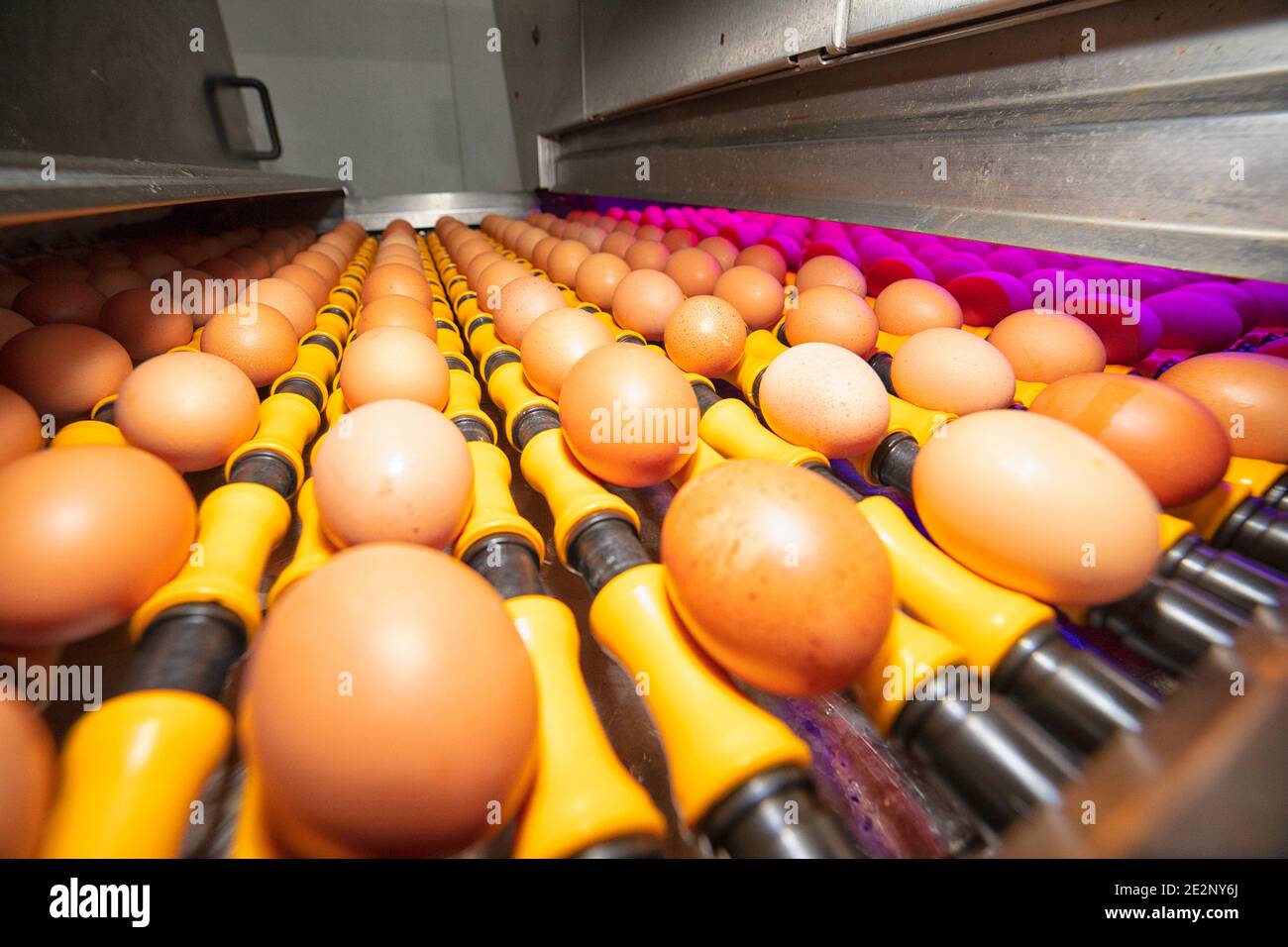 Chicken And Egg Production At Poultry. Factory of fresh eggs Stock ...