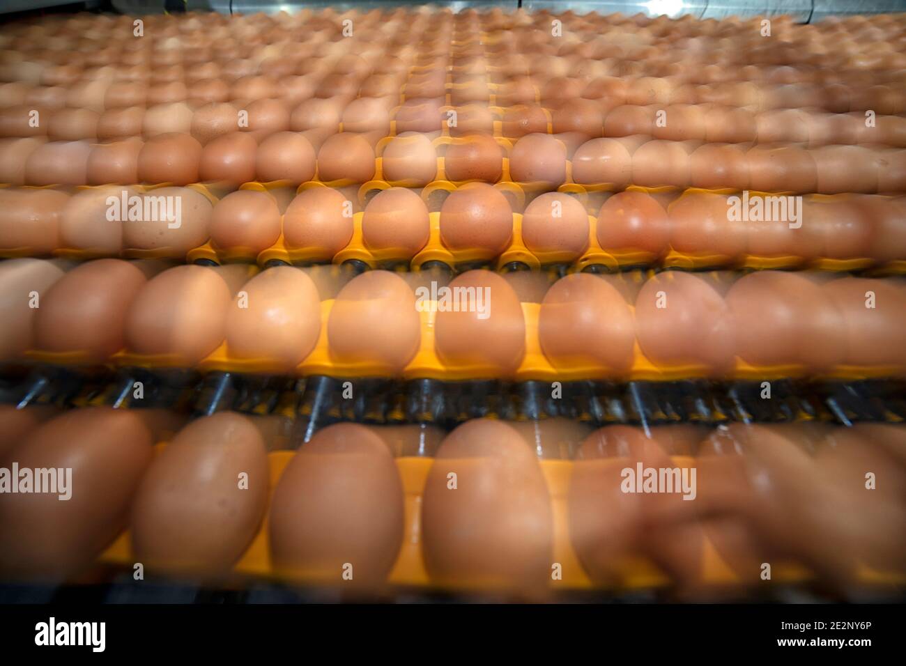 Chicken And Egg Production At Poultry. Factory of fresh eggs Stock ...