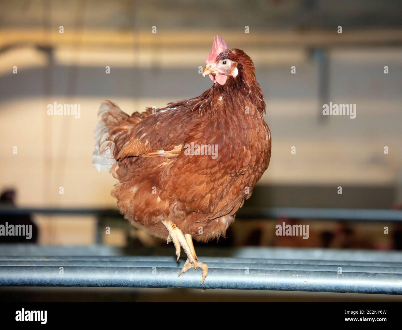 Crowded hen female animal battery chicken lying farming animal hi-res ...