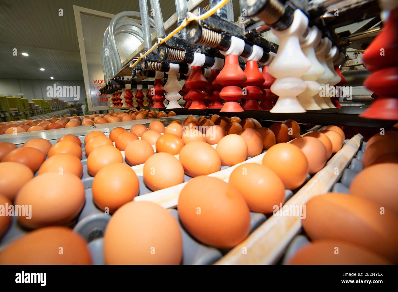 Chicken And Egg Production At Poultry. Factory of fresh eggs Stock ...