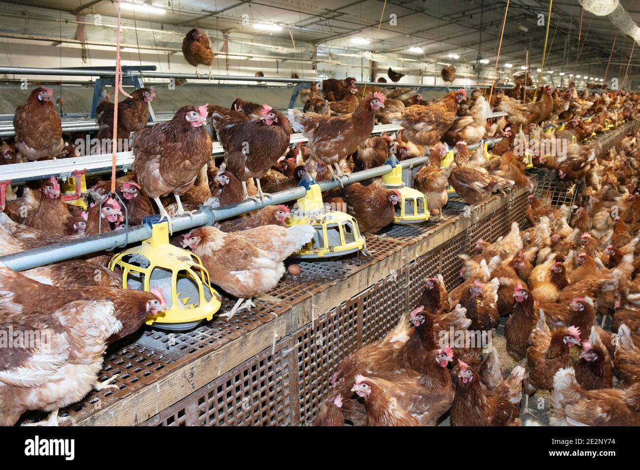 Crowded hen female animal battery chicken lying farming animal hi-res ...