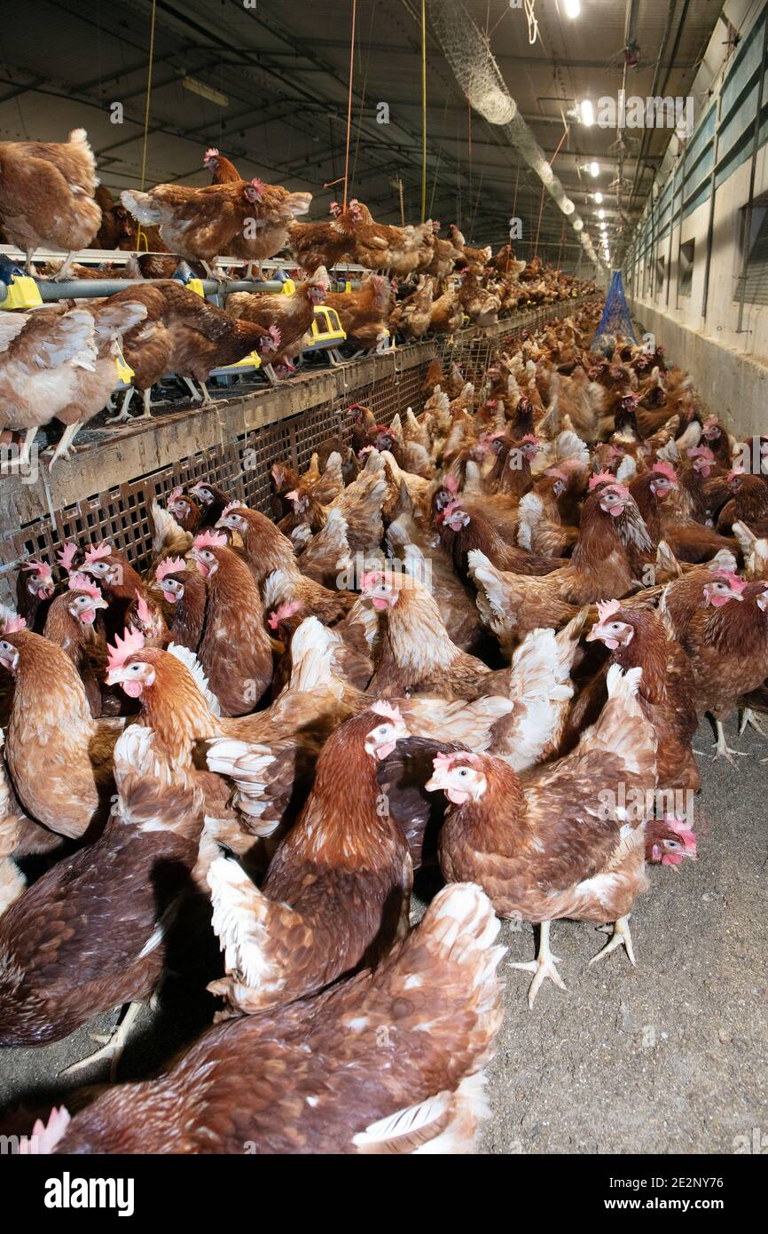Crowded hen female animal battery chicken lying farming animal hi-res ...