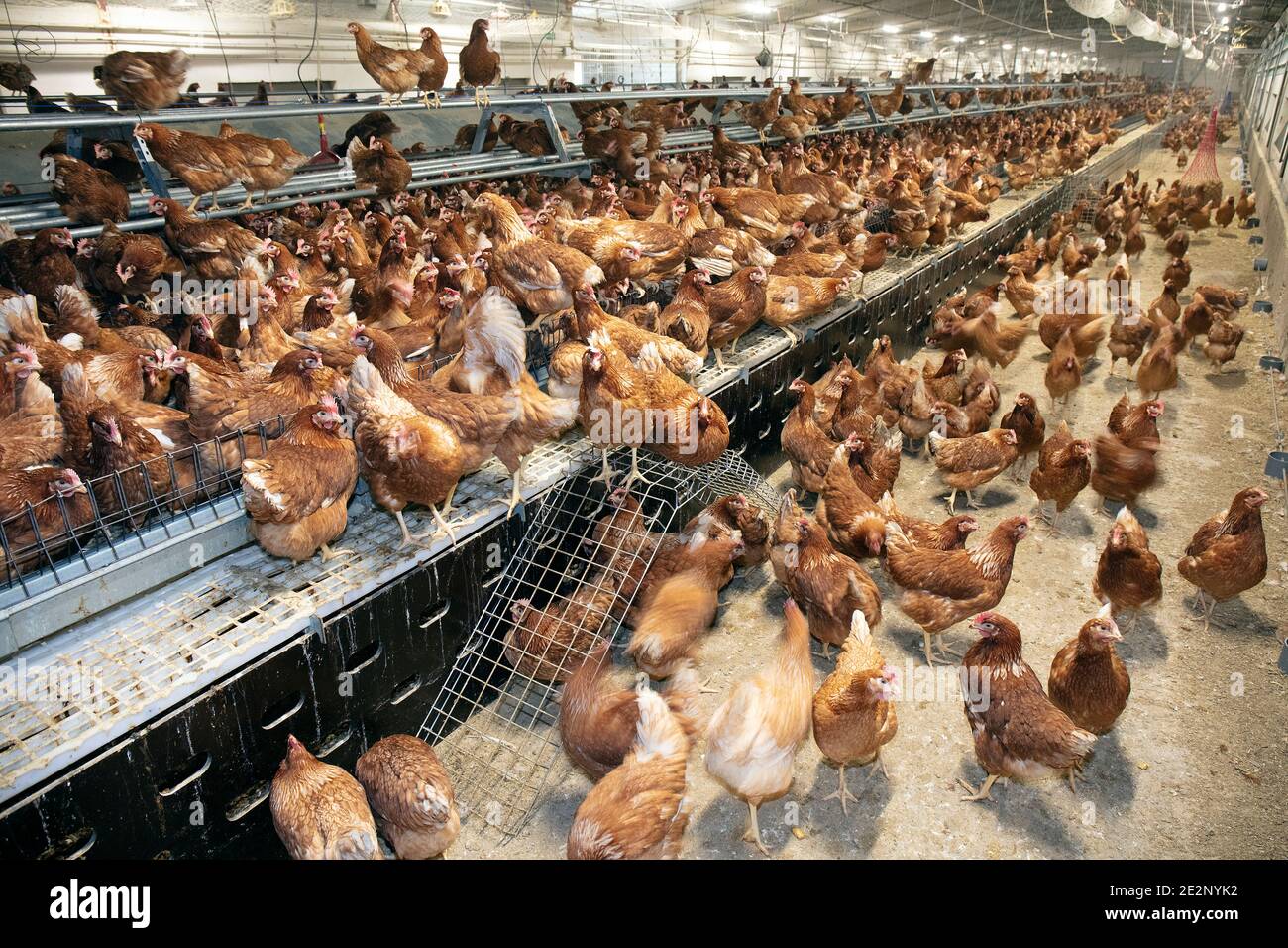 Crowded hen female animal battery chicken lying farming animal hi-res ...