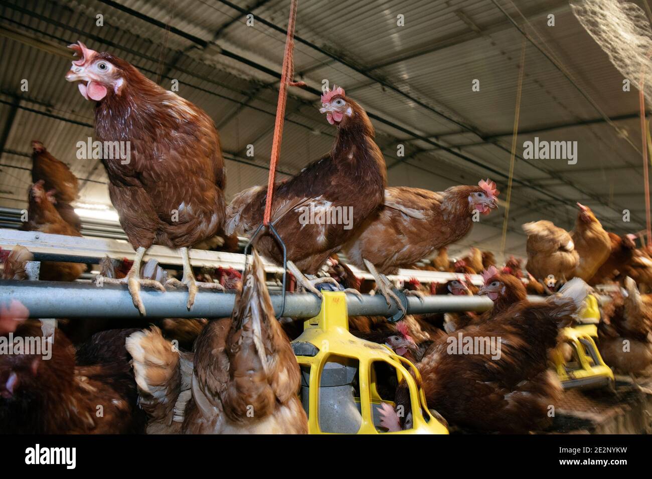 Crowded hen female animal battery chicken lying farming animal hi-res ...