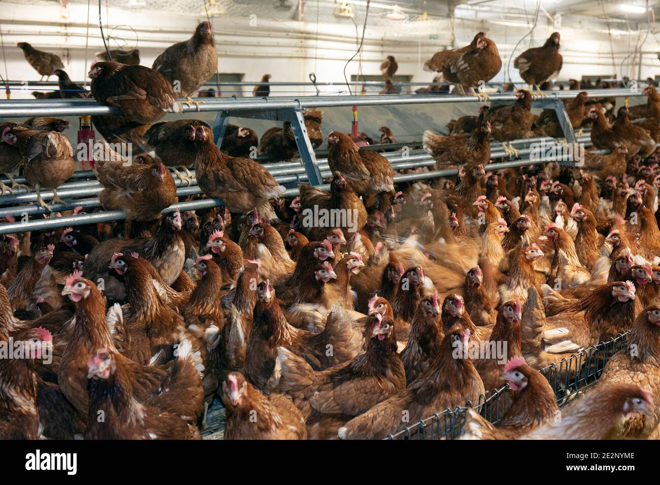 Crowded hen female animal battery chicken lying farming animal hi-res ...