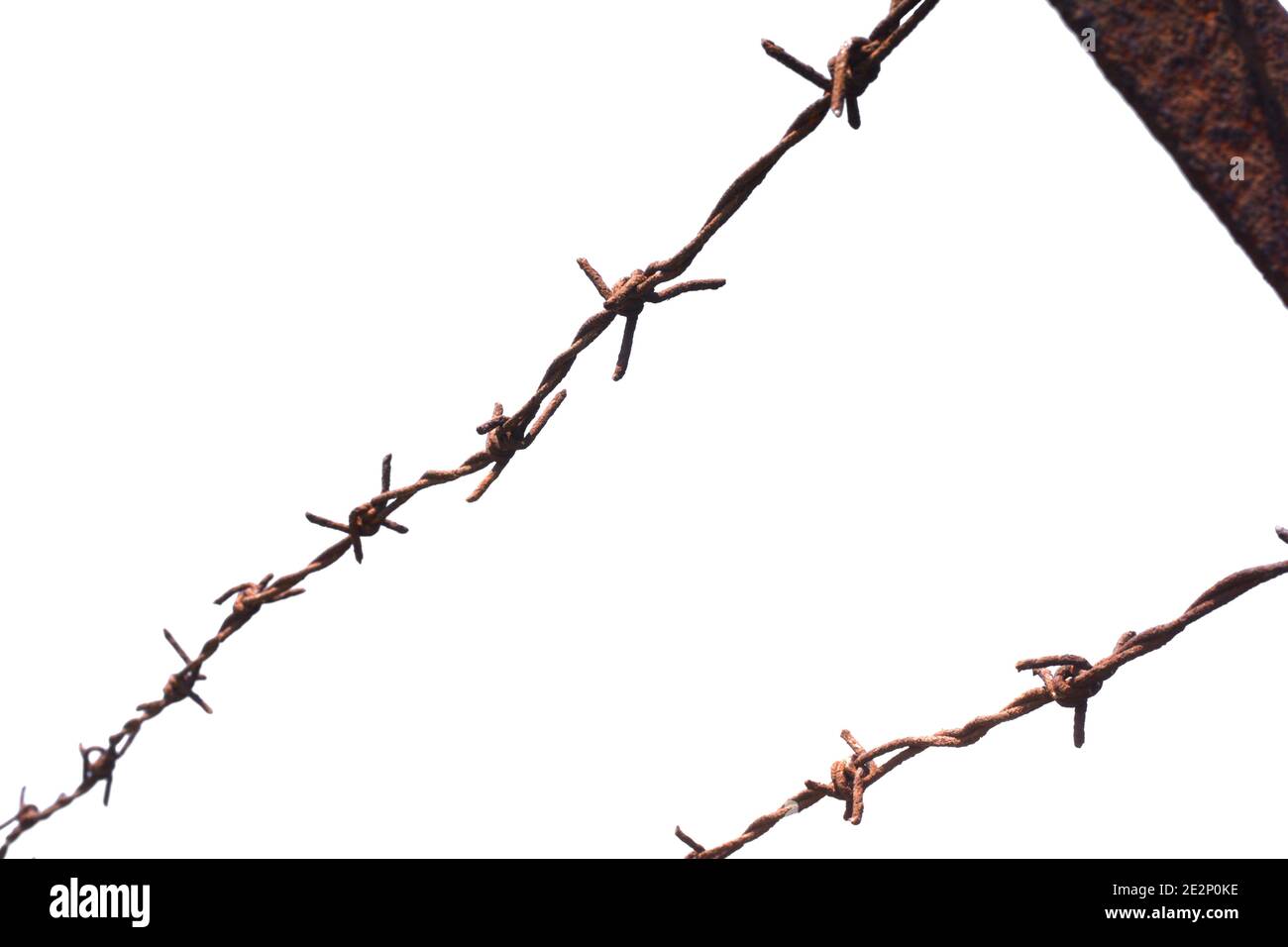 Barbed wire isolated on a white background Stock Photo - Alamy
