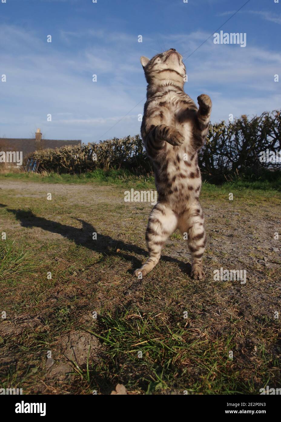 Dancing bengal cat Stock Photo - Alamy