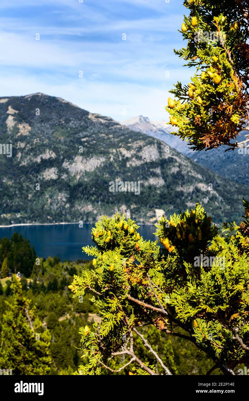 Lake in Bariloche in the summer of March. Sunny. Water and pine trees ...