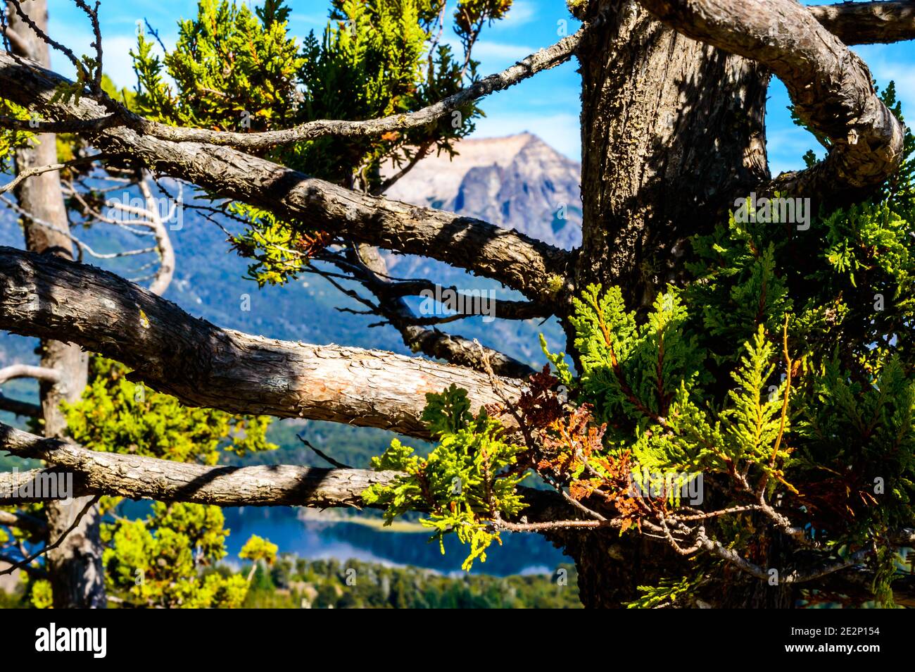 Lake in Bariloche in the summer of March. Sunny. Water and pine trees ...
