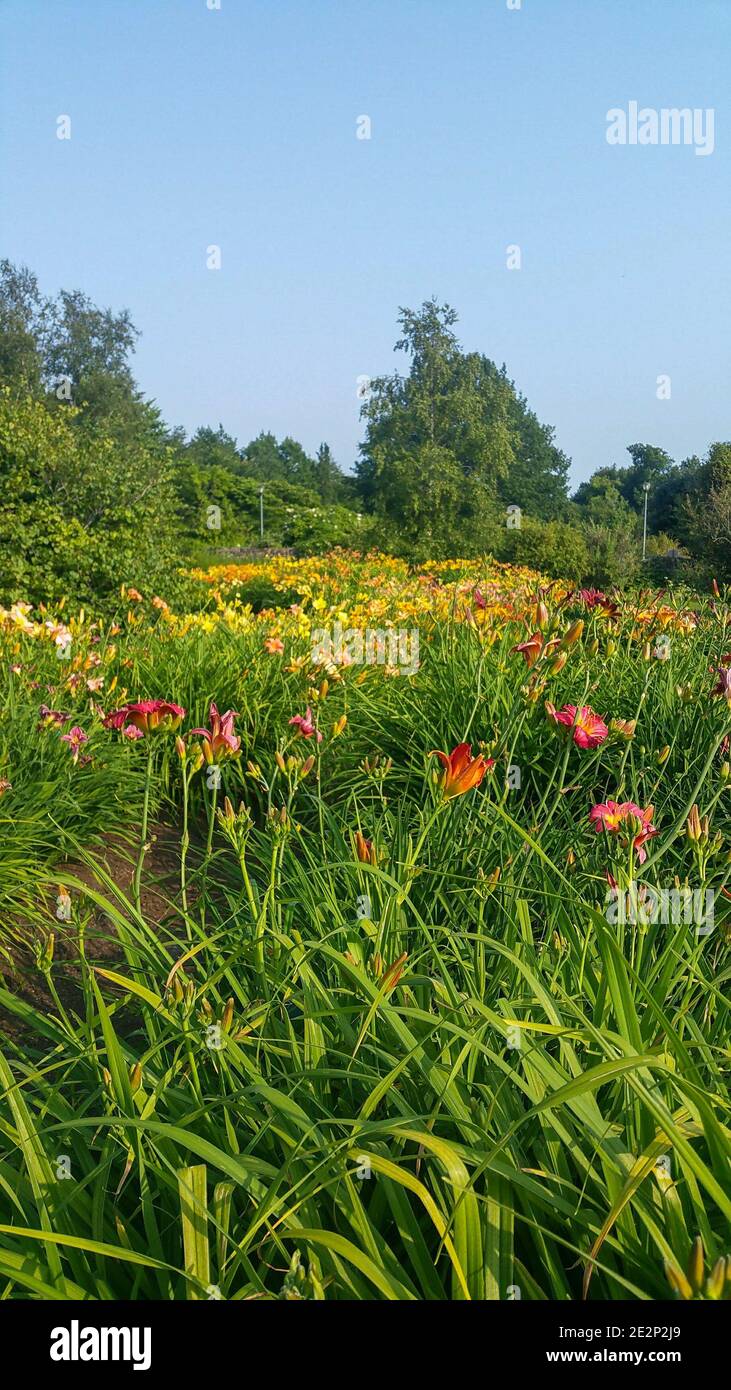relaxing walk in Botanical garden with family Stock Photo - Alamy