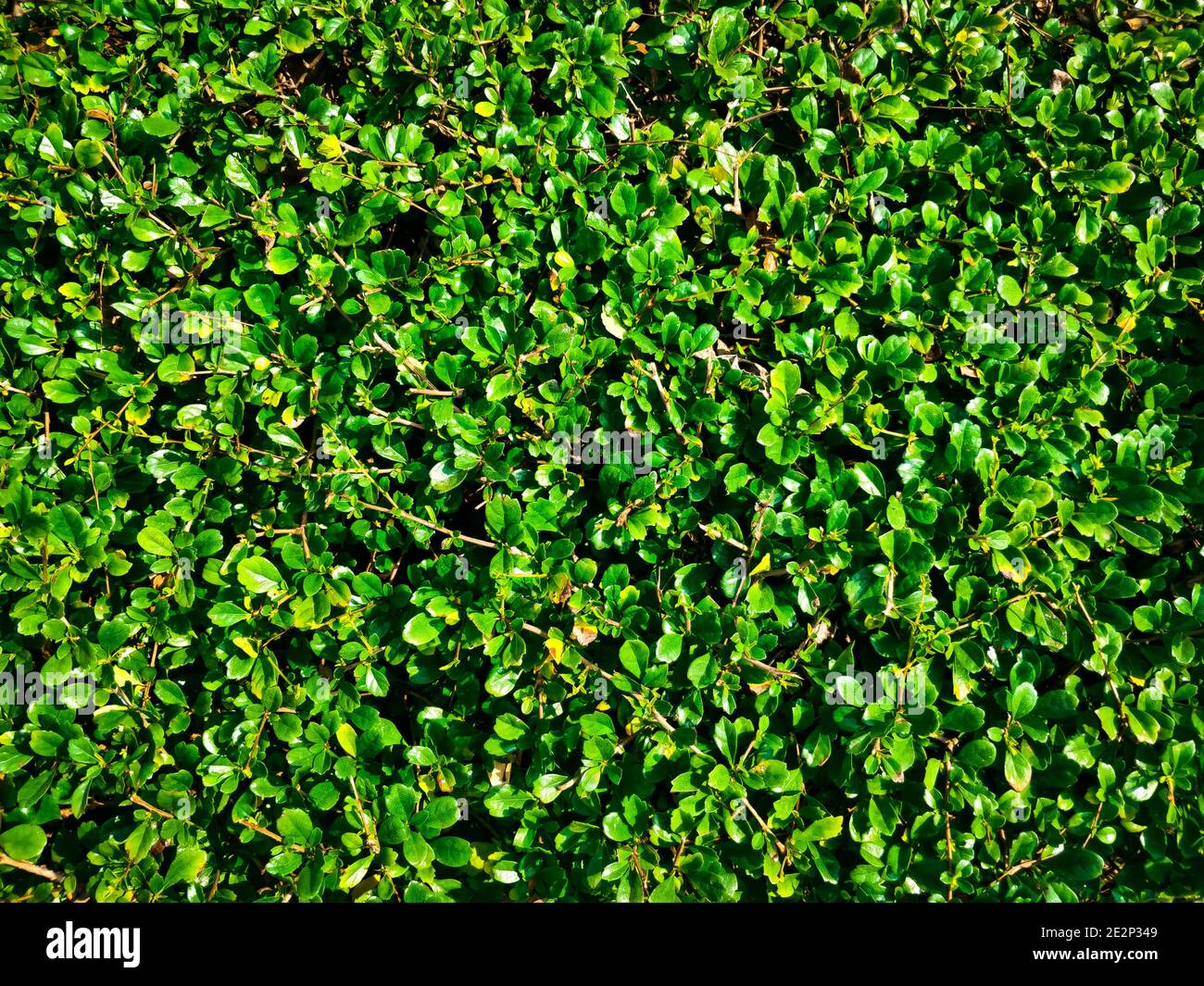 Top view of green small plants in the garden under natural sunlight ...