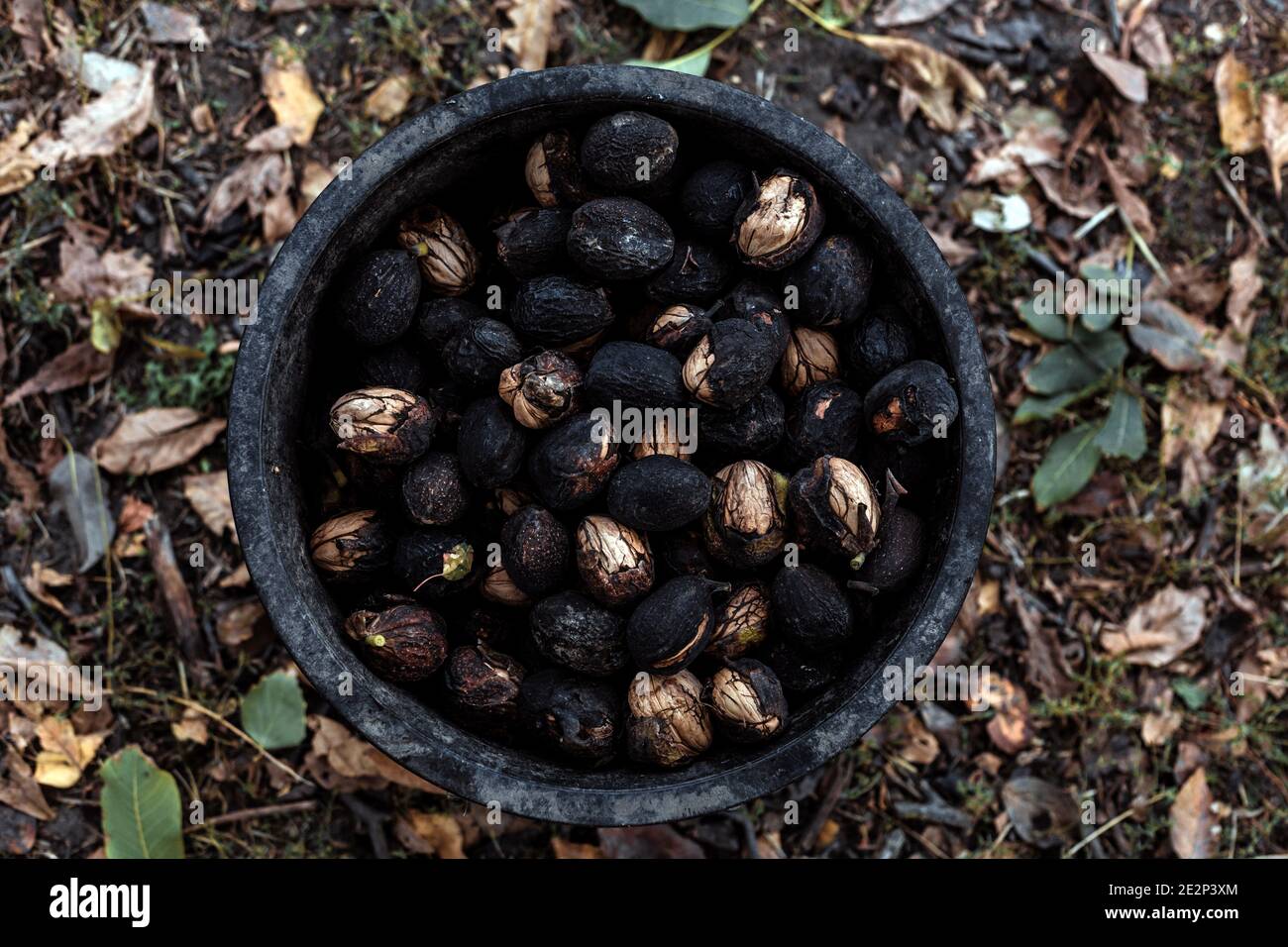 Top view of full plastic bucket with whole walnuts in black shell Stock ...