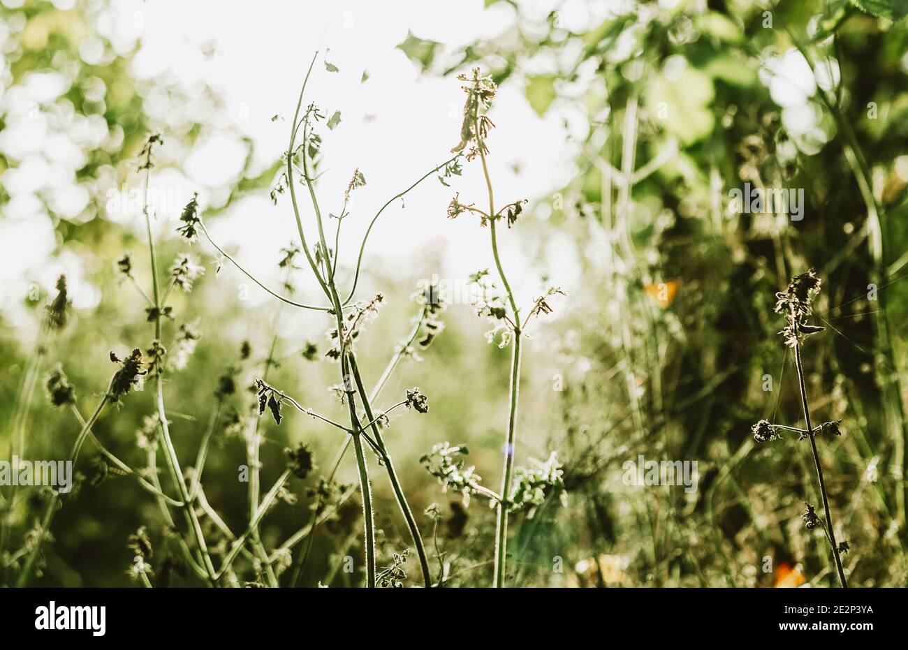 Green nature summer background with tiny plants and grass Stock Photo ...