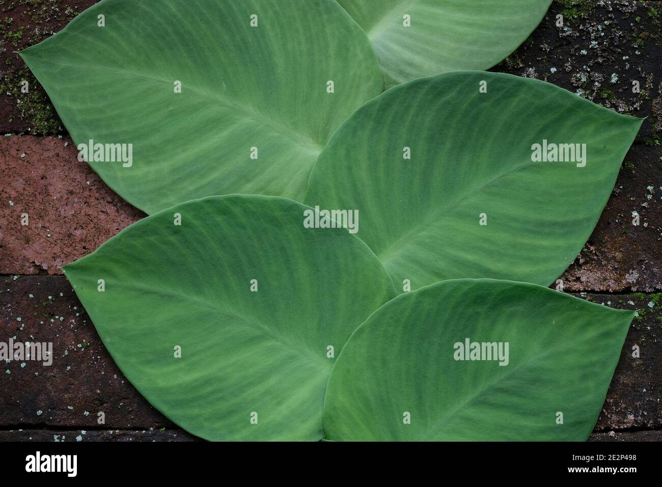 Indonesia Bali - Ubud green leaves wall background Stock Photo - Alamy