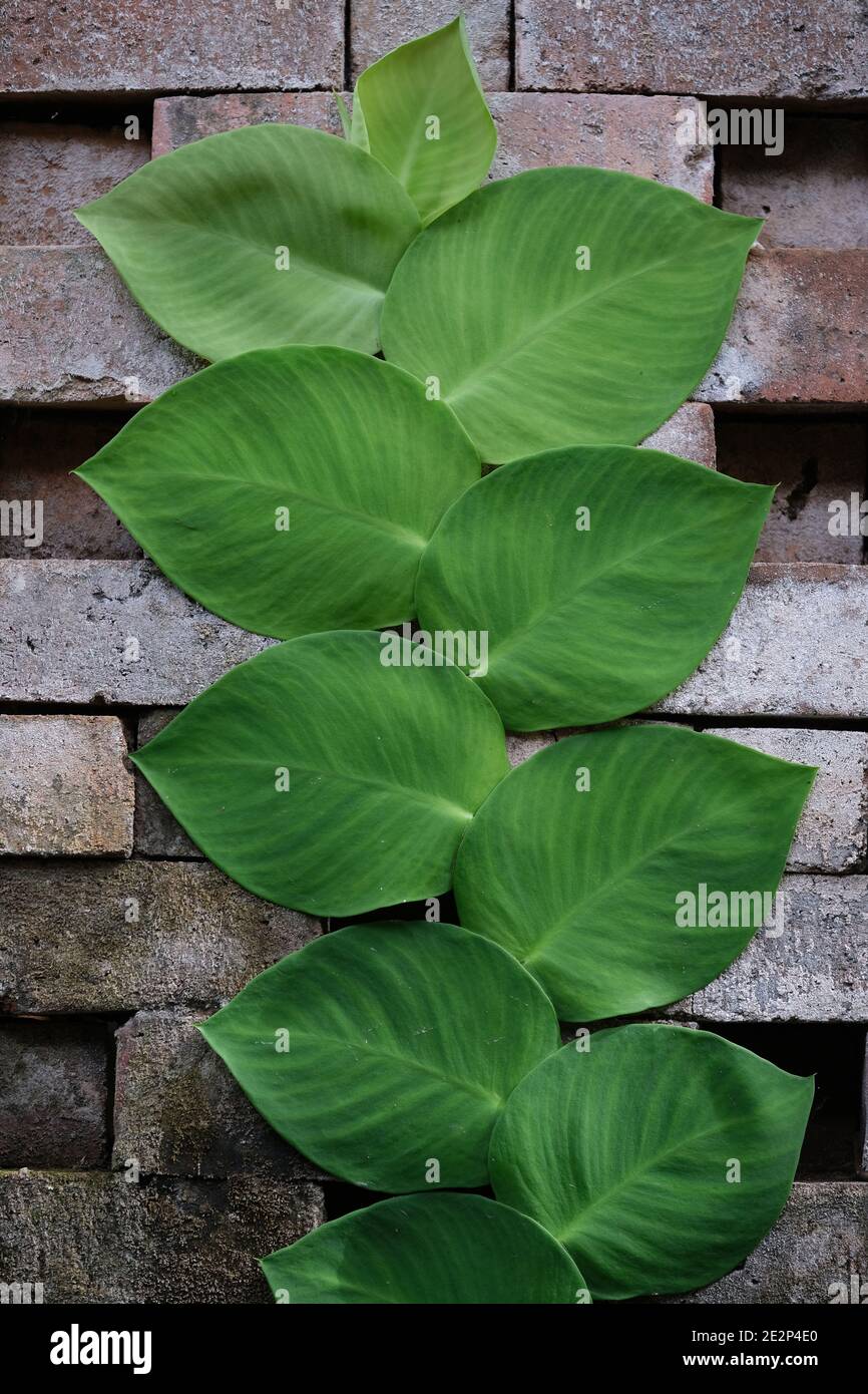 Indonesia Bali - Ubud green leaves wall background Stock Photo - Alamy