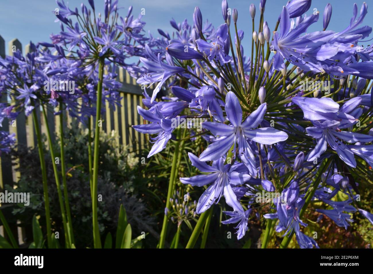 African lily flowers hi-res stock photography and images - Alamy