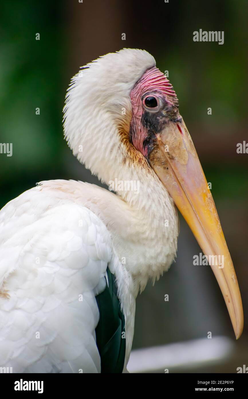 Wood stork profile hi-res stock photography and images - Alamy