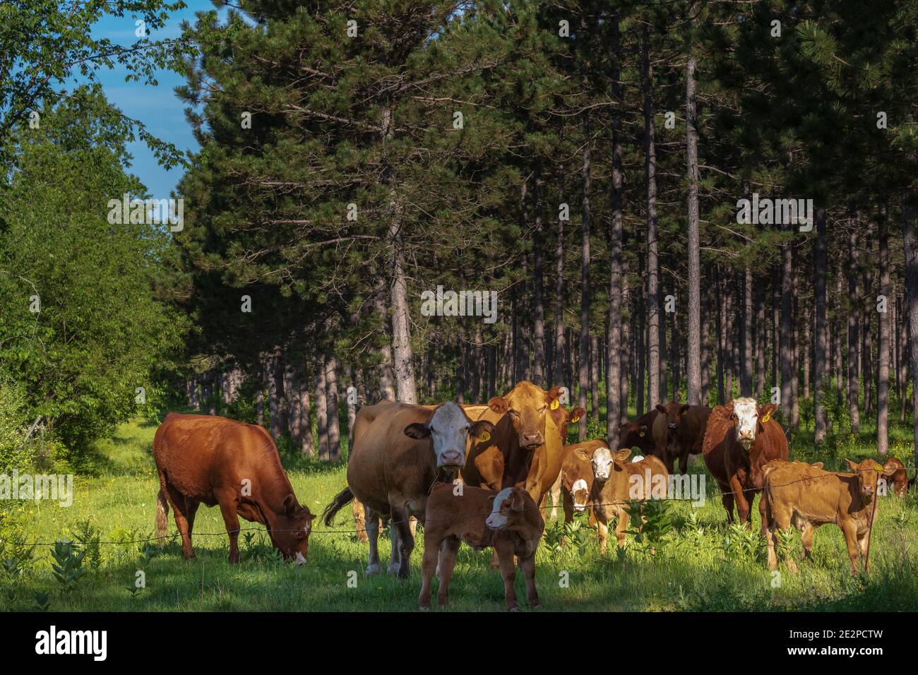 Cattle grazing next to a pine plantation in northern Wisconsin Stock ...