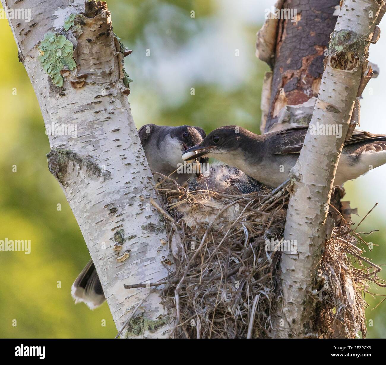 Eastern kingbirds removing fecal sack from the nest Stock Photo - Alamy