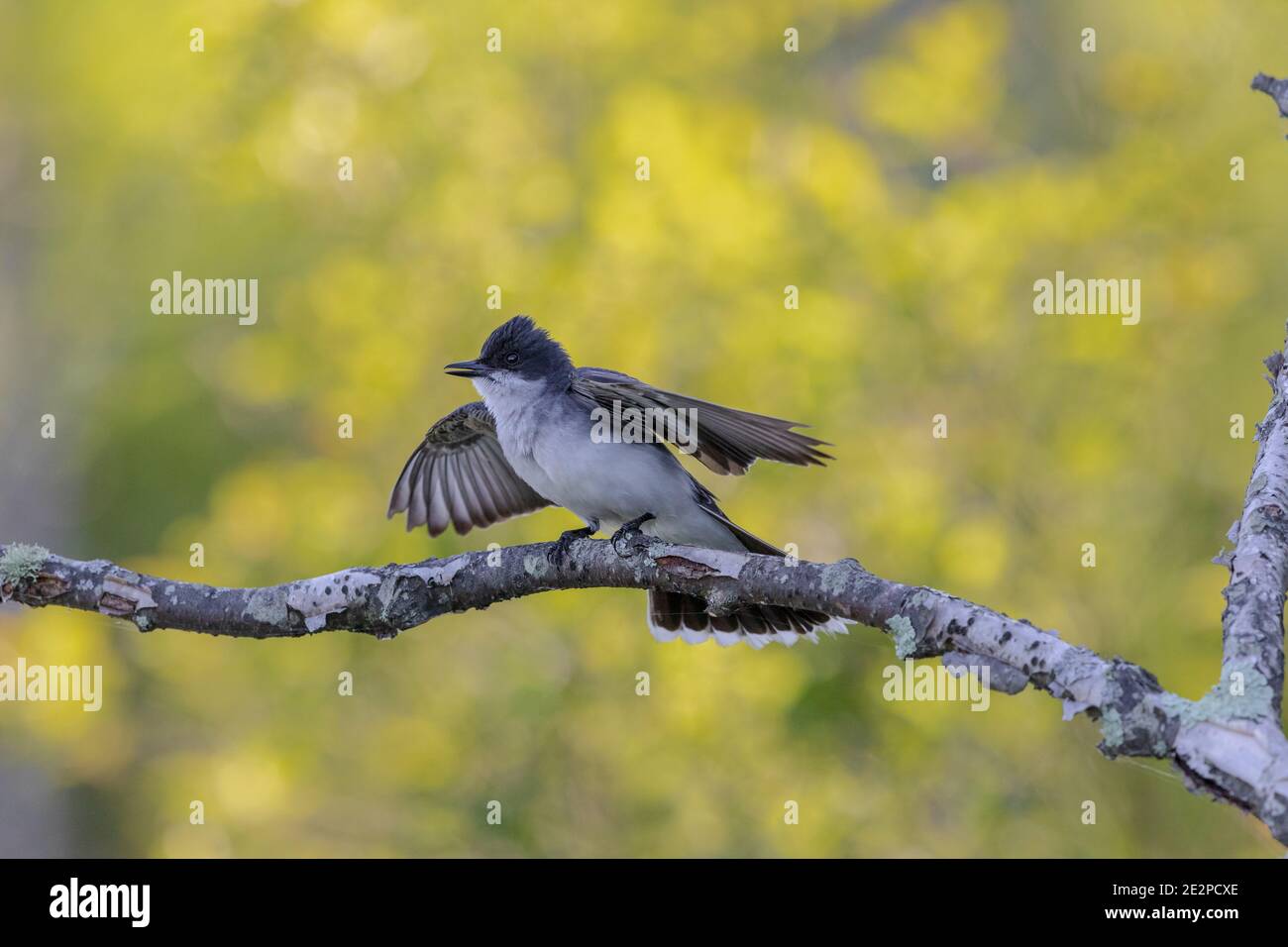 Eastern kingbird in flight hi-res stock photography and images - Alamy