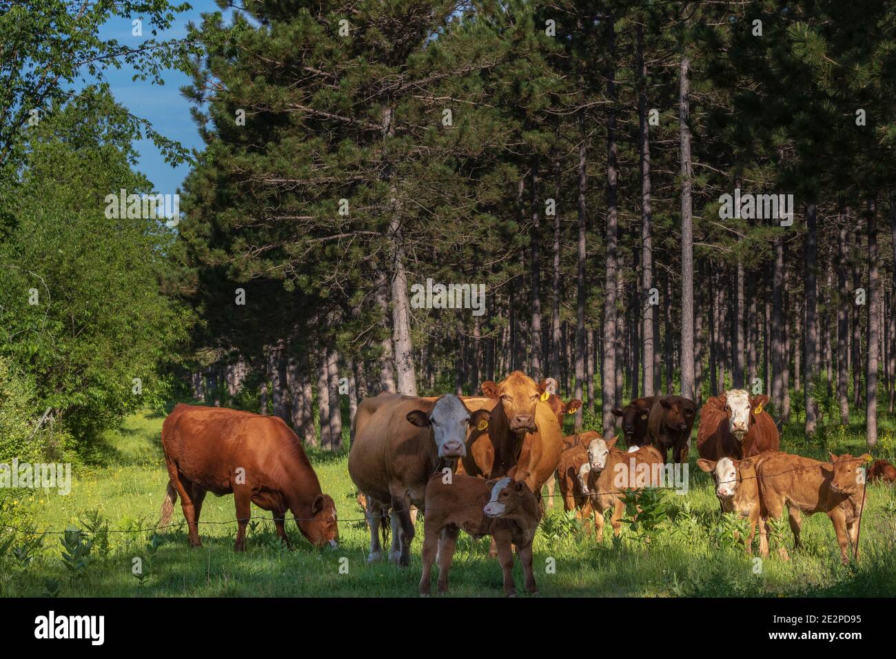 Cattle grazing next to a pine plantation in northern Wisconsin Stock ...