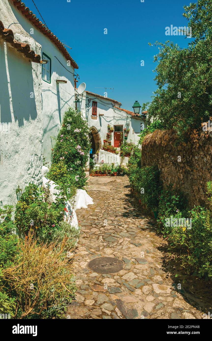 Old houses with whitewashed wall in a cobblestone alley with flower bed ...