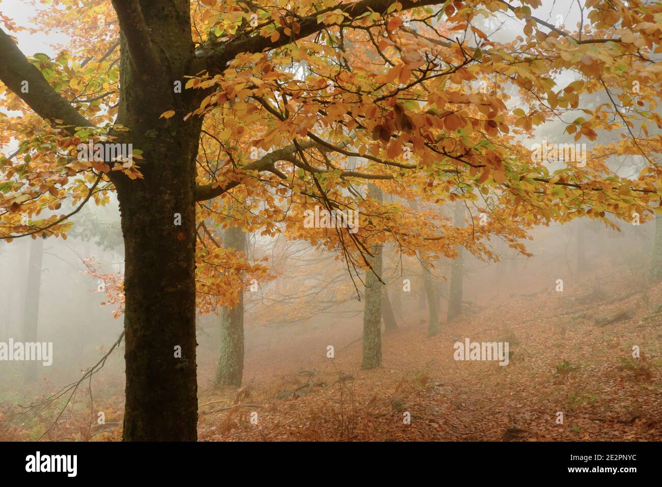 Trekking forest frame hi-res stock photography and images - Alamy