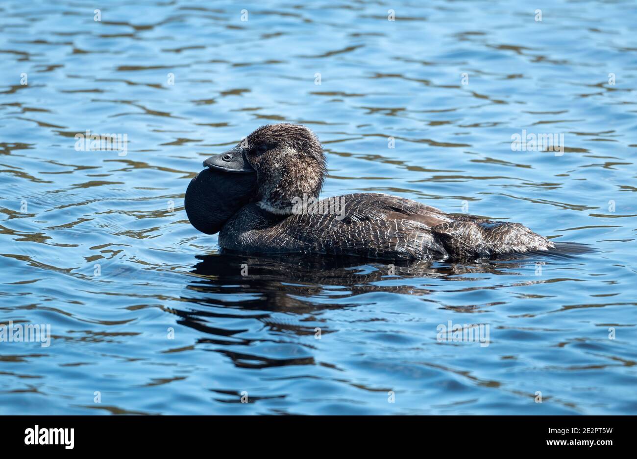 Male Musk Duck, Biziura lobata, with its distinctive lobe under its ...