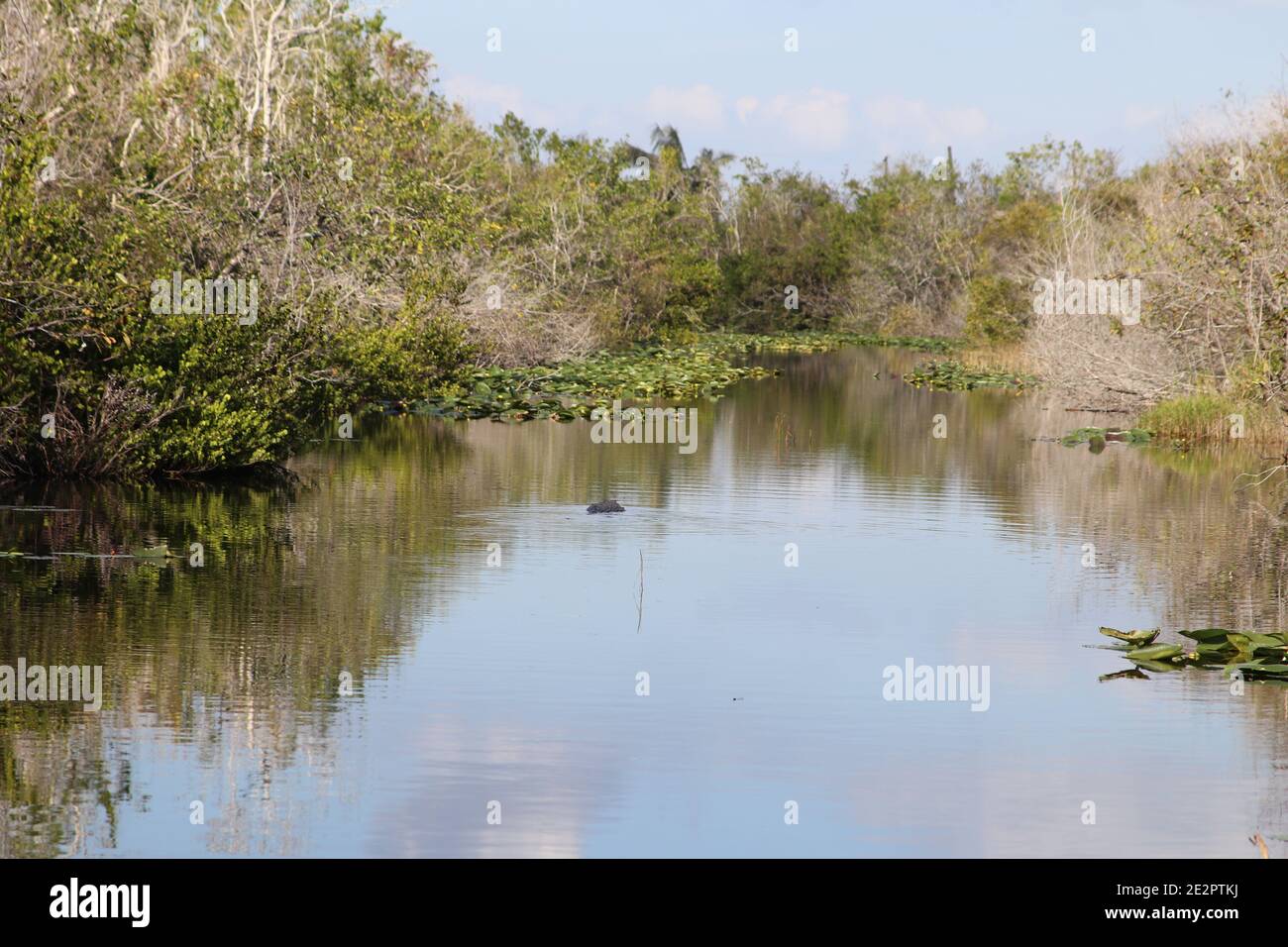 American Crocodile swimming in a swamp, Everglades National Park ...