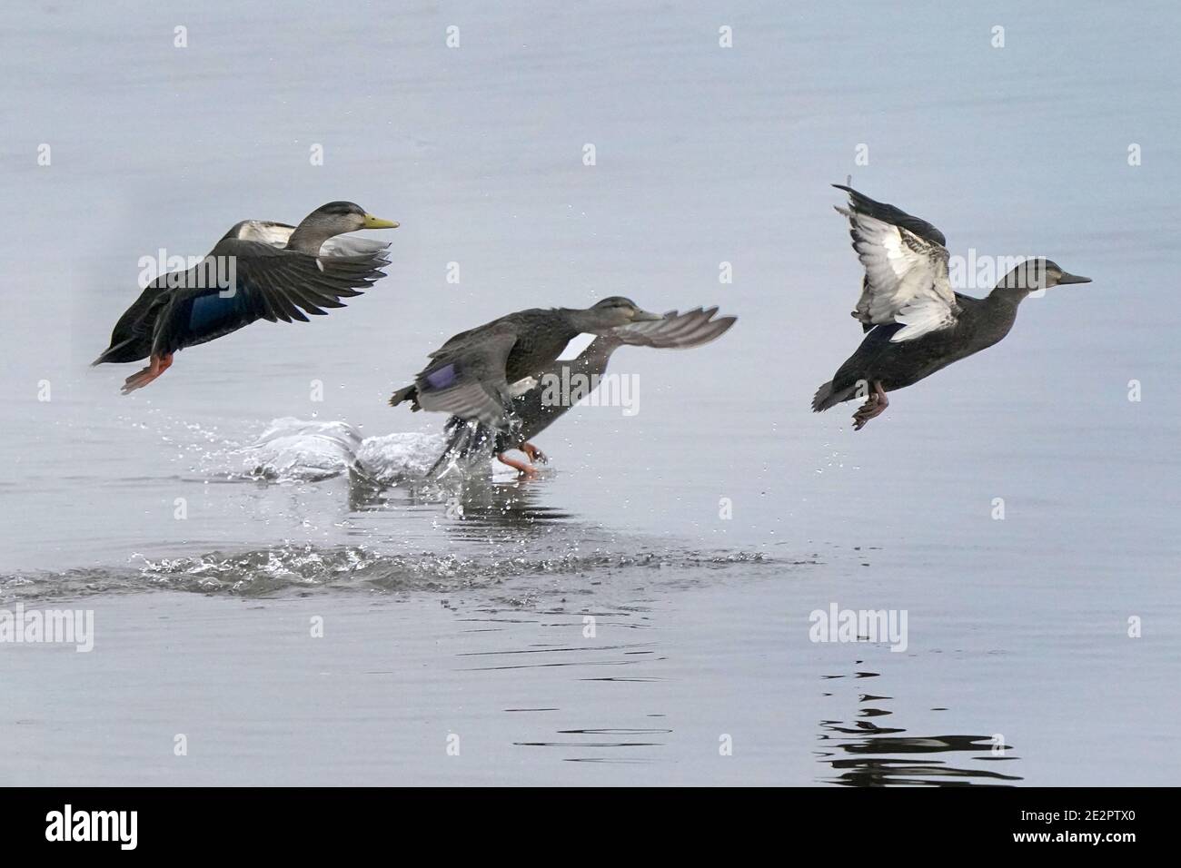 Black ducks taking off and in flight Stock Photo - Alamy