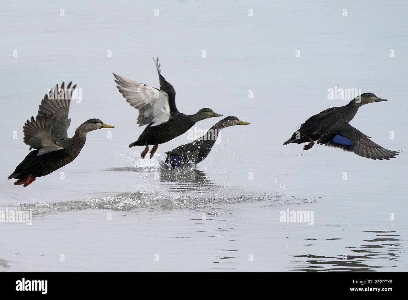 Black ducks taking off and in flight Stock Photo - Alamy