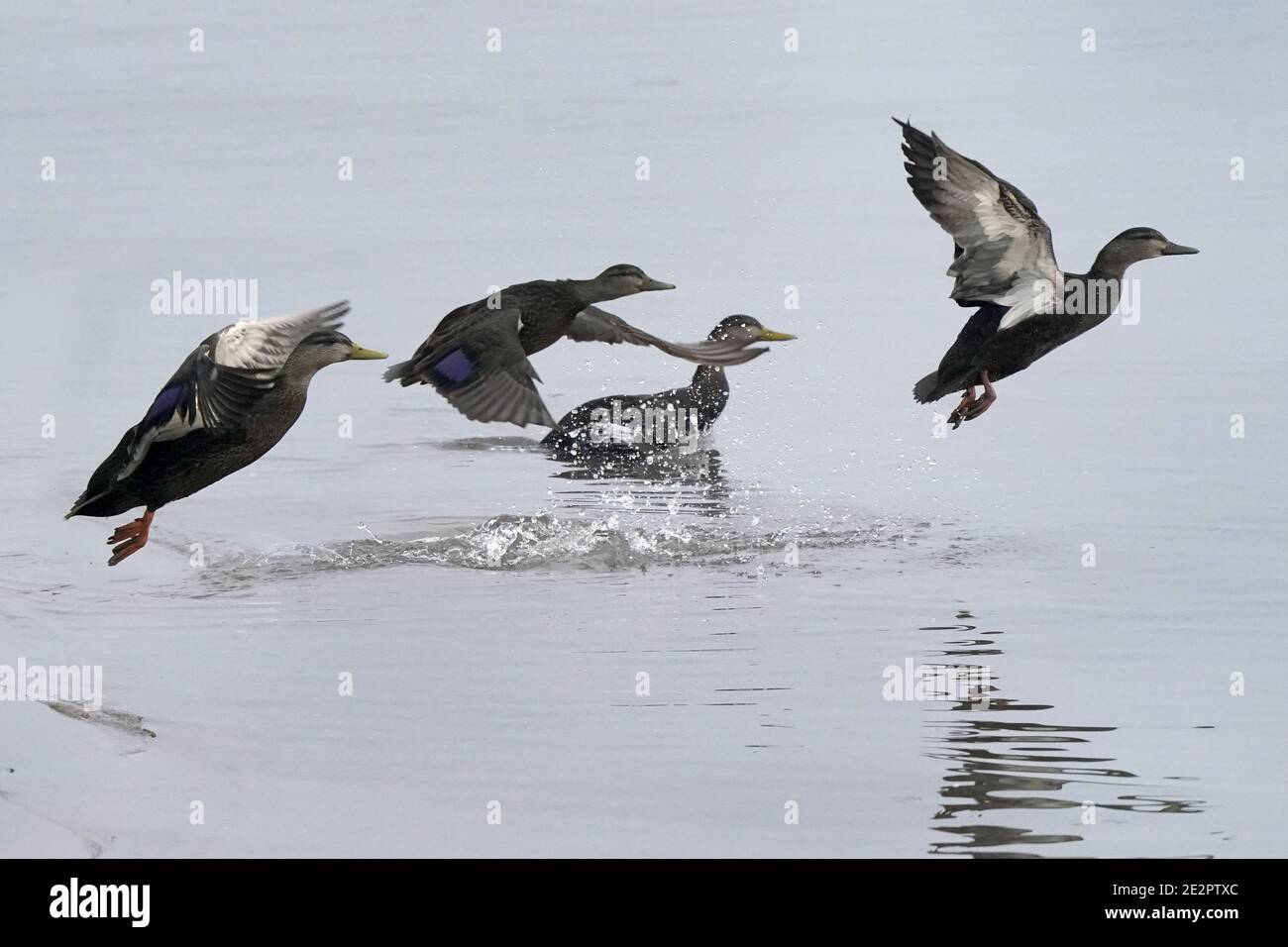 Black ducks taking off and in flight Stock Photo - Alamy