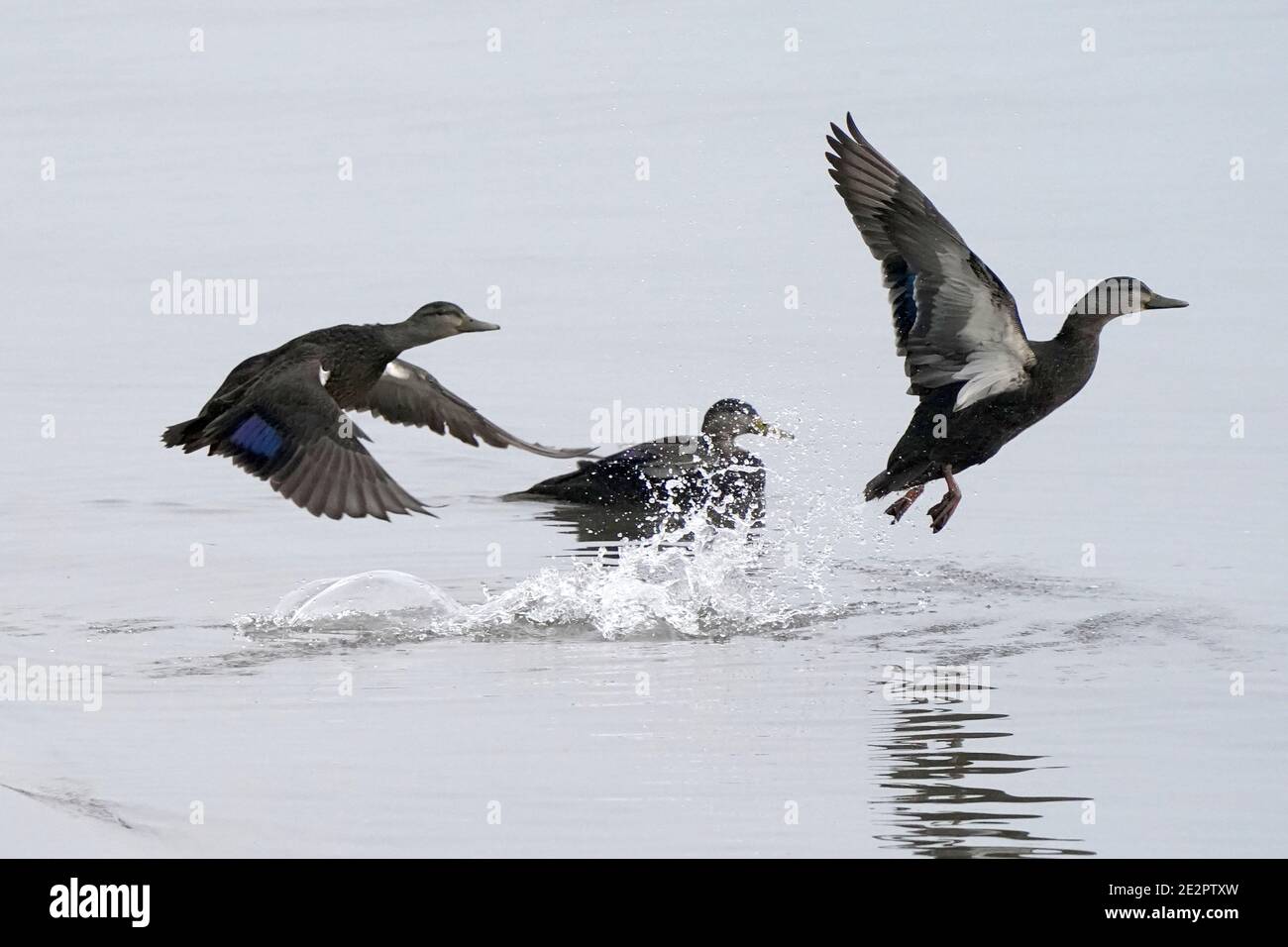 Black ducks taking off and in flight Stock Photo - Alamy