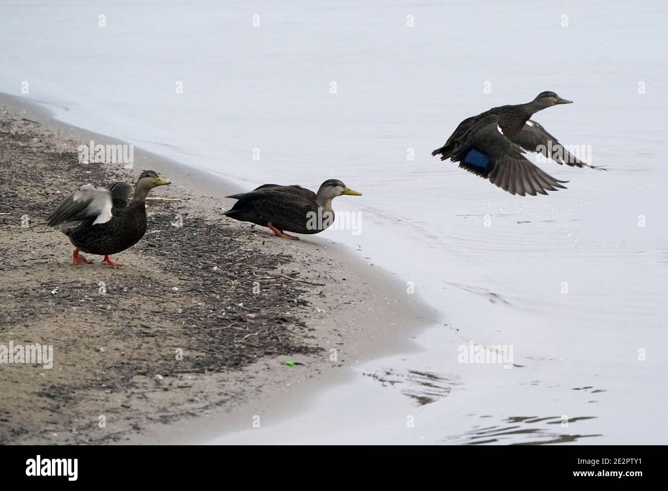 Black ducks taking off and in flight Stock Photo - Alamy