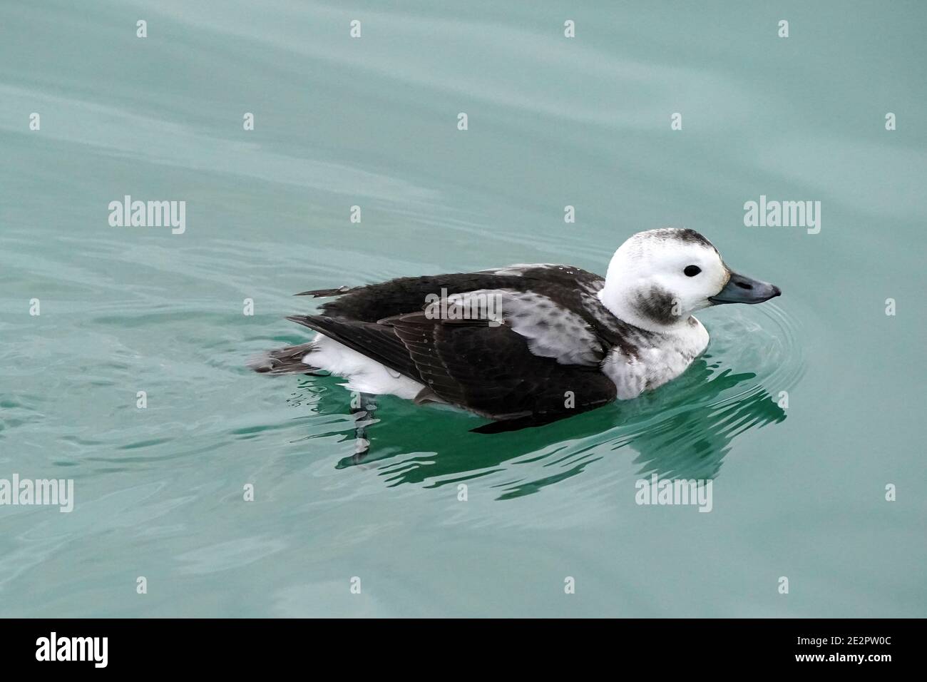Long tailed duck young hi-res stock photography and images - Alamy