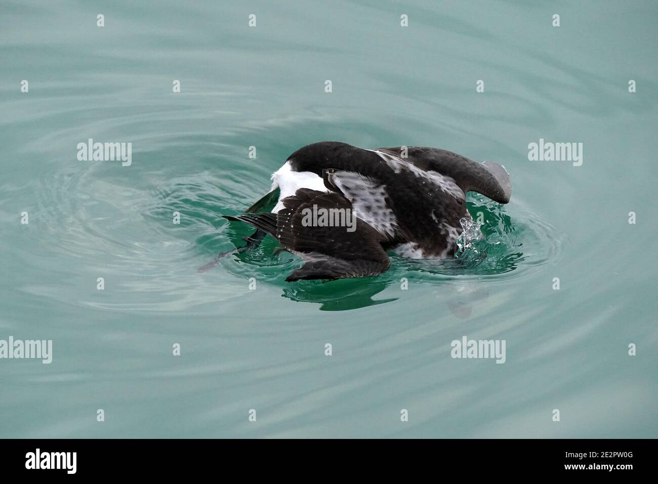 Can dive up to two hundred feet deep hi-res stock photography and ...