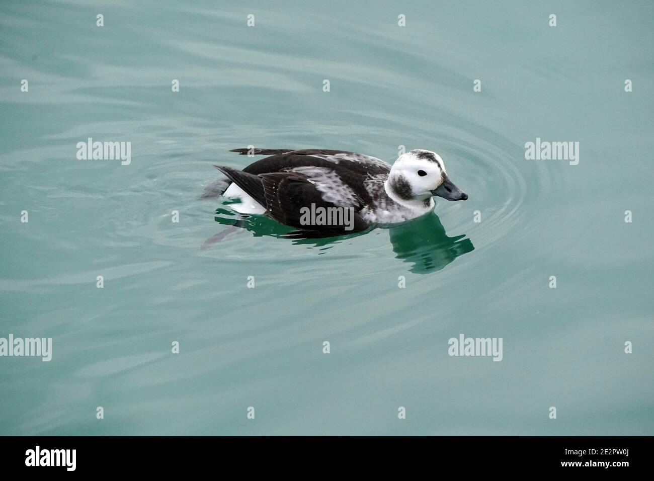 Duck swimming underwater view hi-res stock photography and images - Alamy