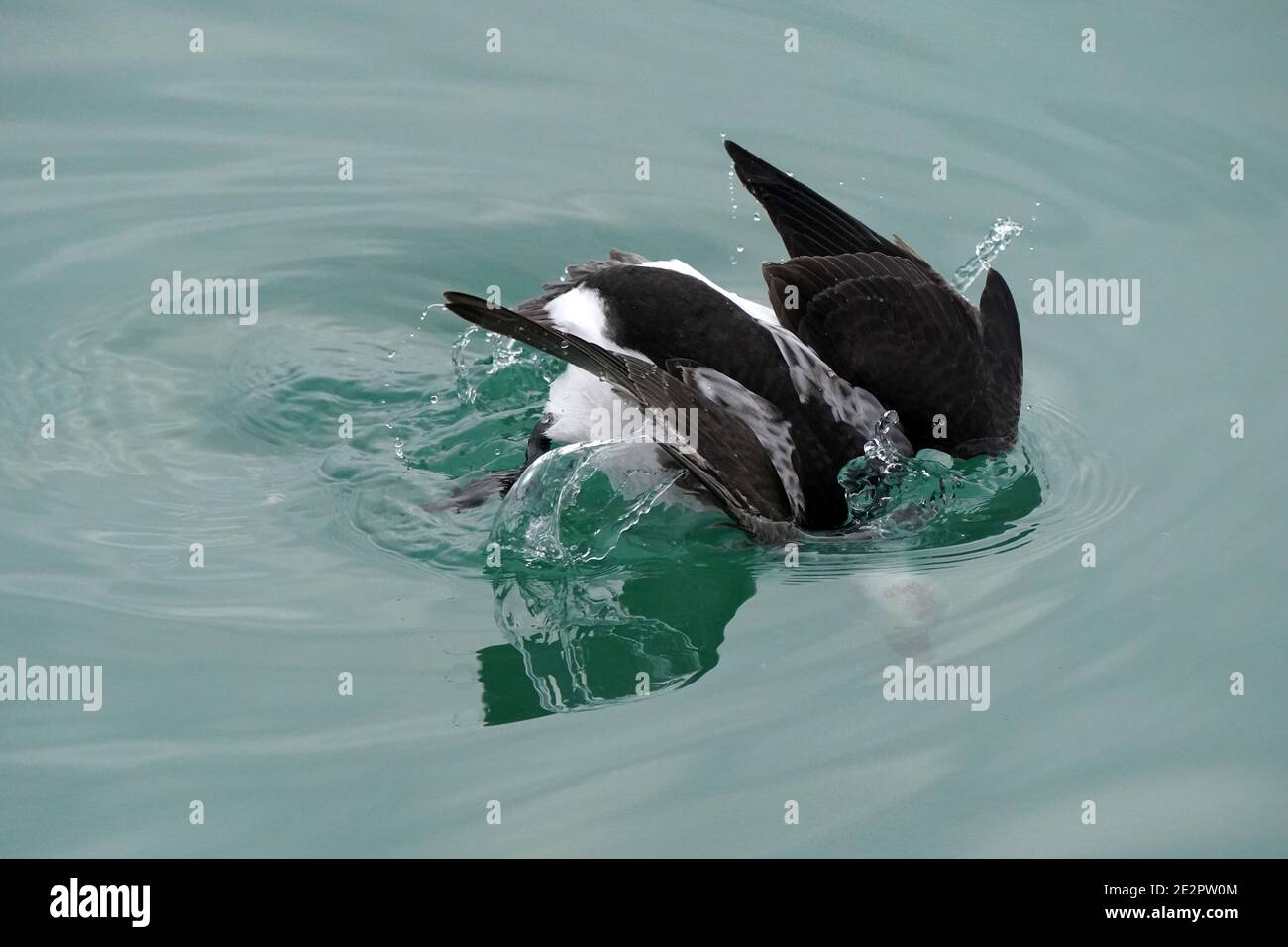 Duck swimming underwater view hi-res stock photography and images - Alamy