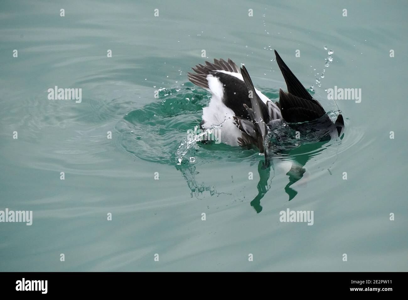 Duck swimming underwater view hi-res stock photography and images - Alamy