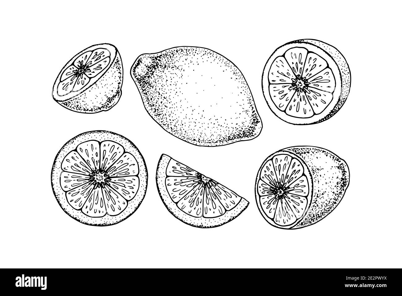 Hand drawn set of lemon design elements. Vector illustration in sketch ...