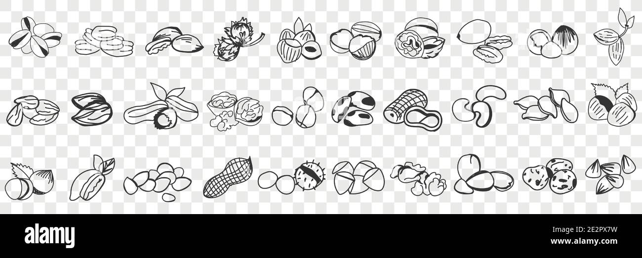 Various edible nut doodle set. Collection of hand drawn hazel, almond ...