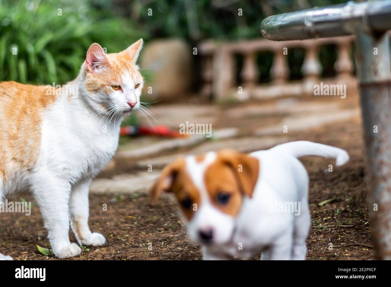 Cat and Dog Playing together Stock Photo - Alamy