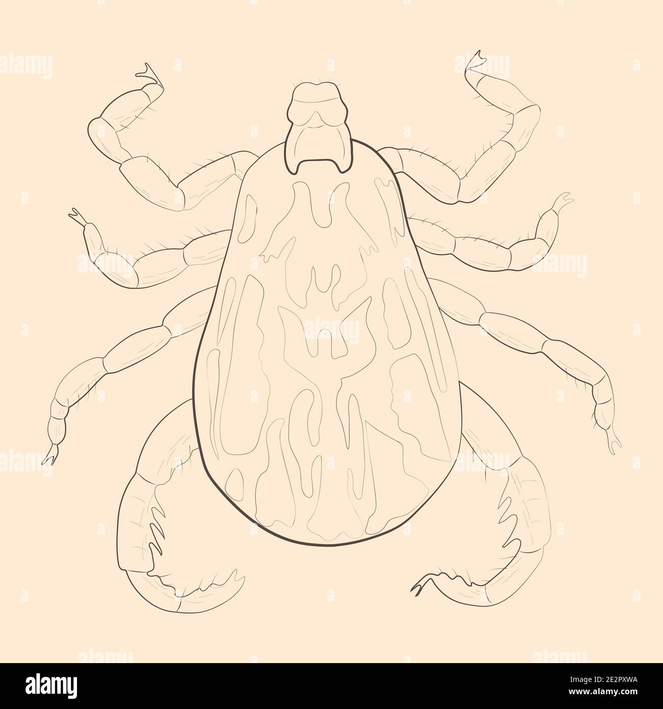 Micro fauna Stock Vector Images - Alamy