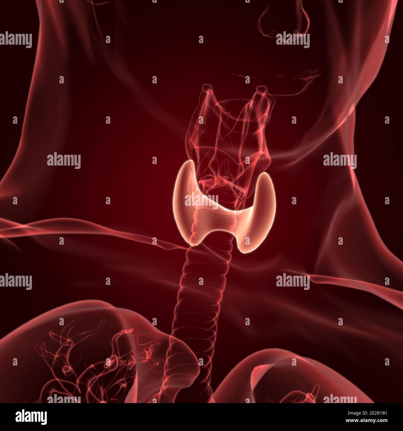 Thyroid Gland Anatomy For Medical Concept 3D Illustration Stock Photo ...